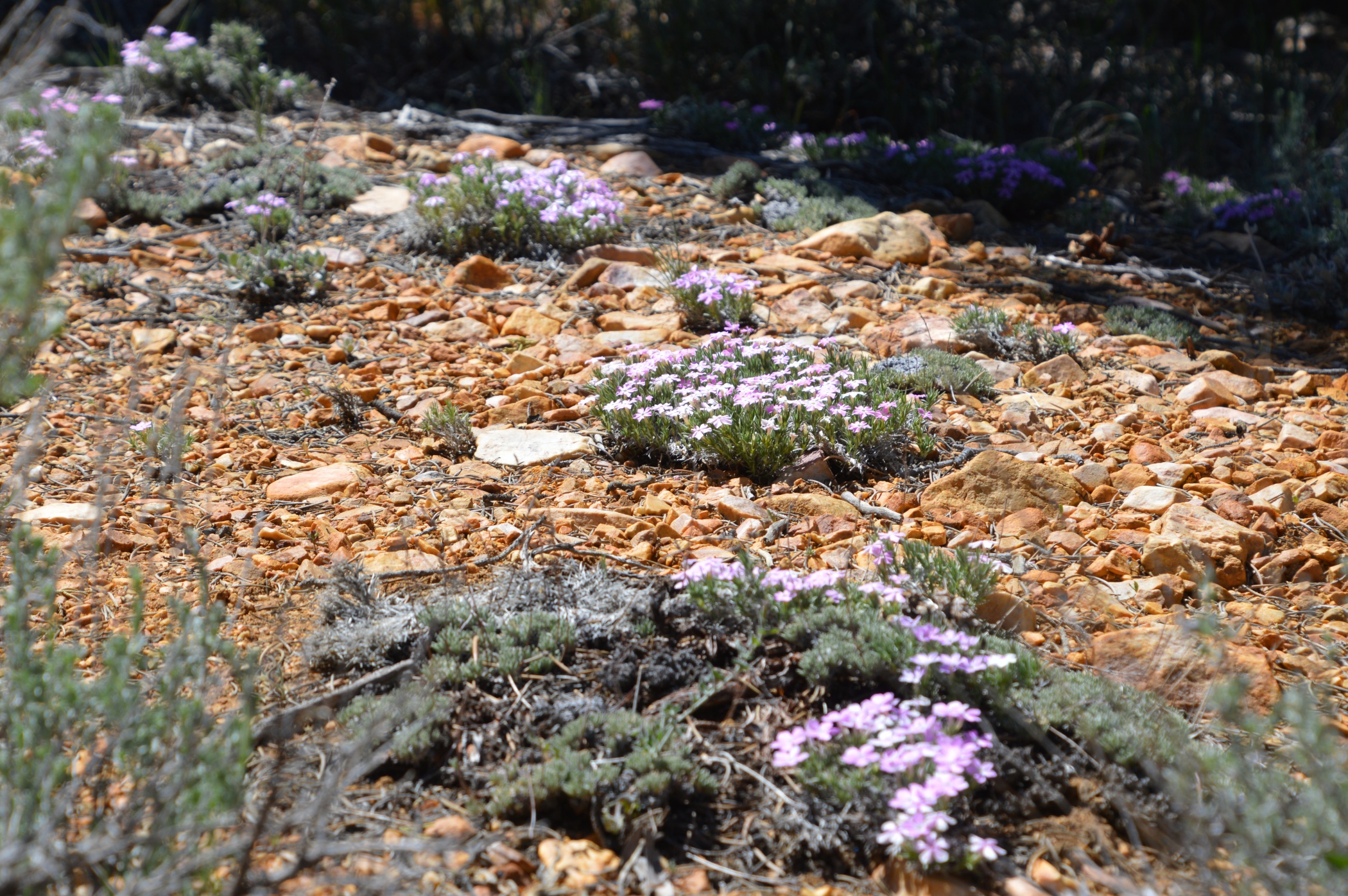 Big Bear’s Strange Belly Plants Are Back – NBC Los Angeles
