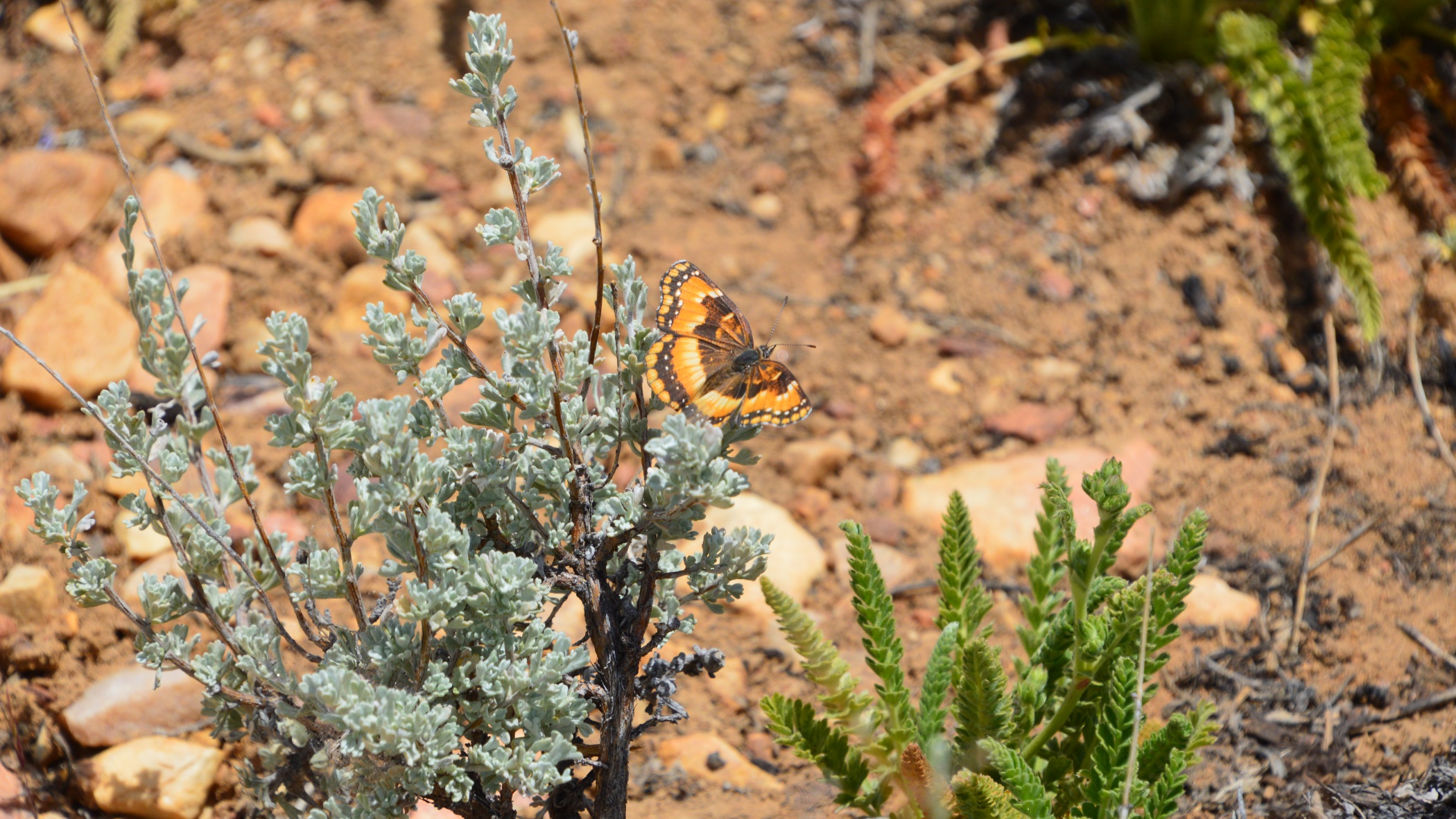 Big Bear’s Strange Belly Plants Are Back – NBC Los Angeles