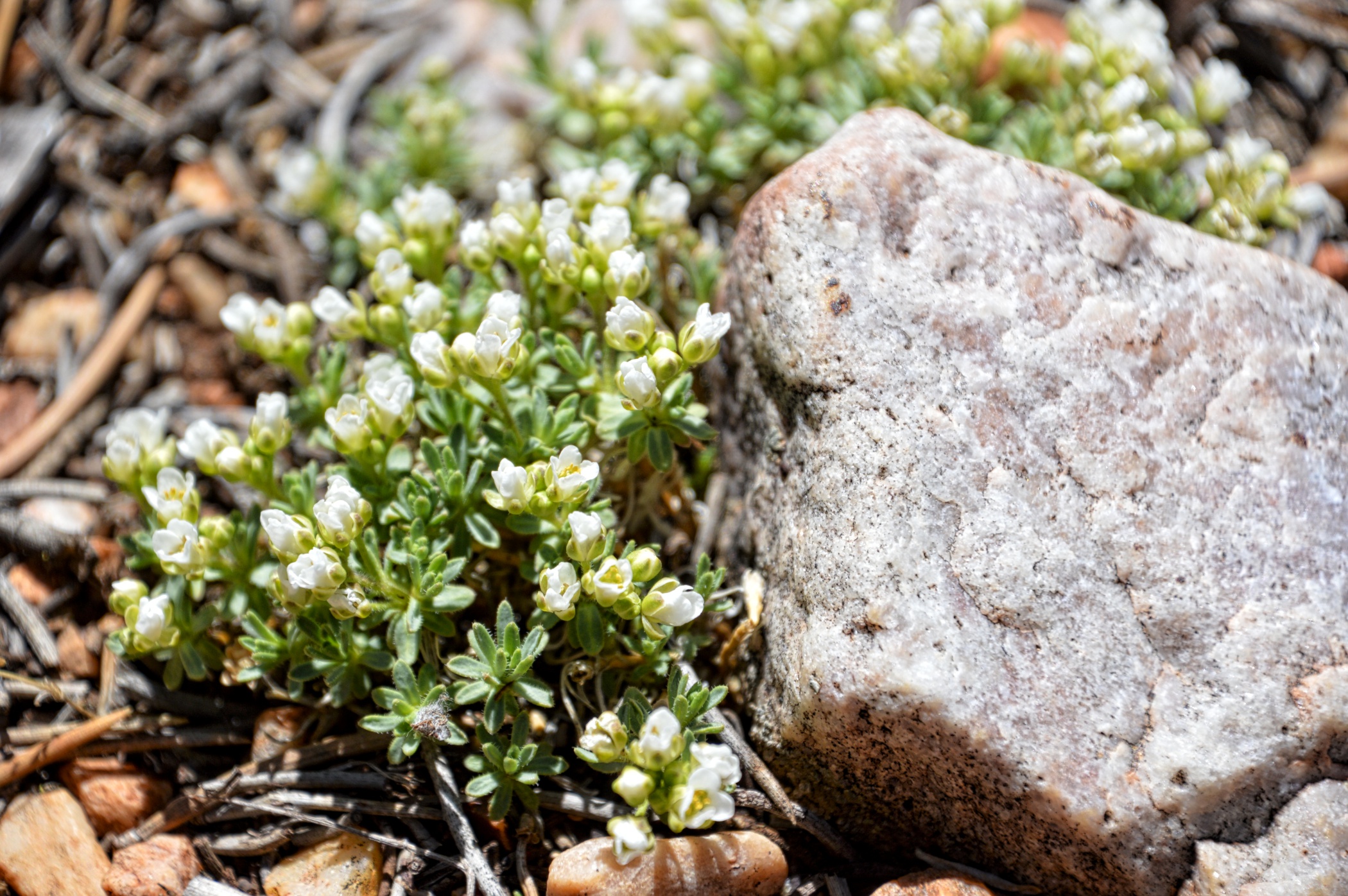 Big Bear’s Strange Belly Plants Are Back – NBC Los Angeles