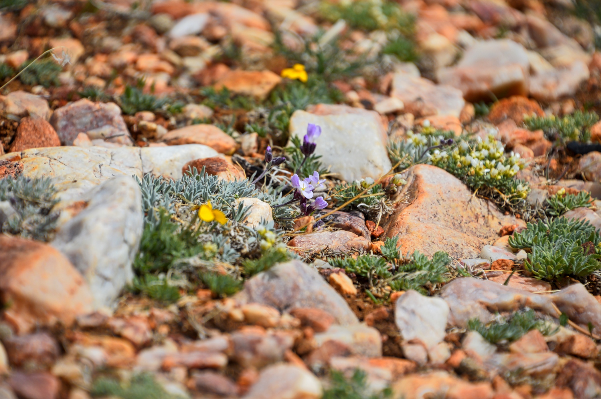Big Bear’s Strange Belly Plants Are Back – NBC Los Angeles