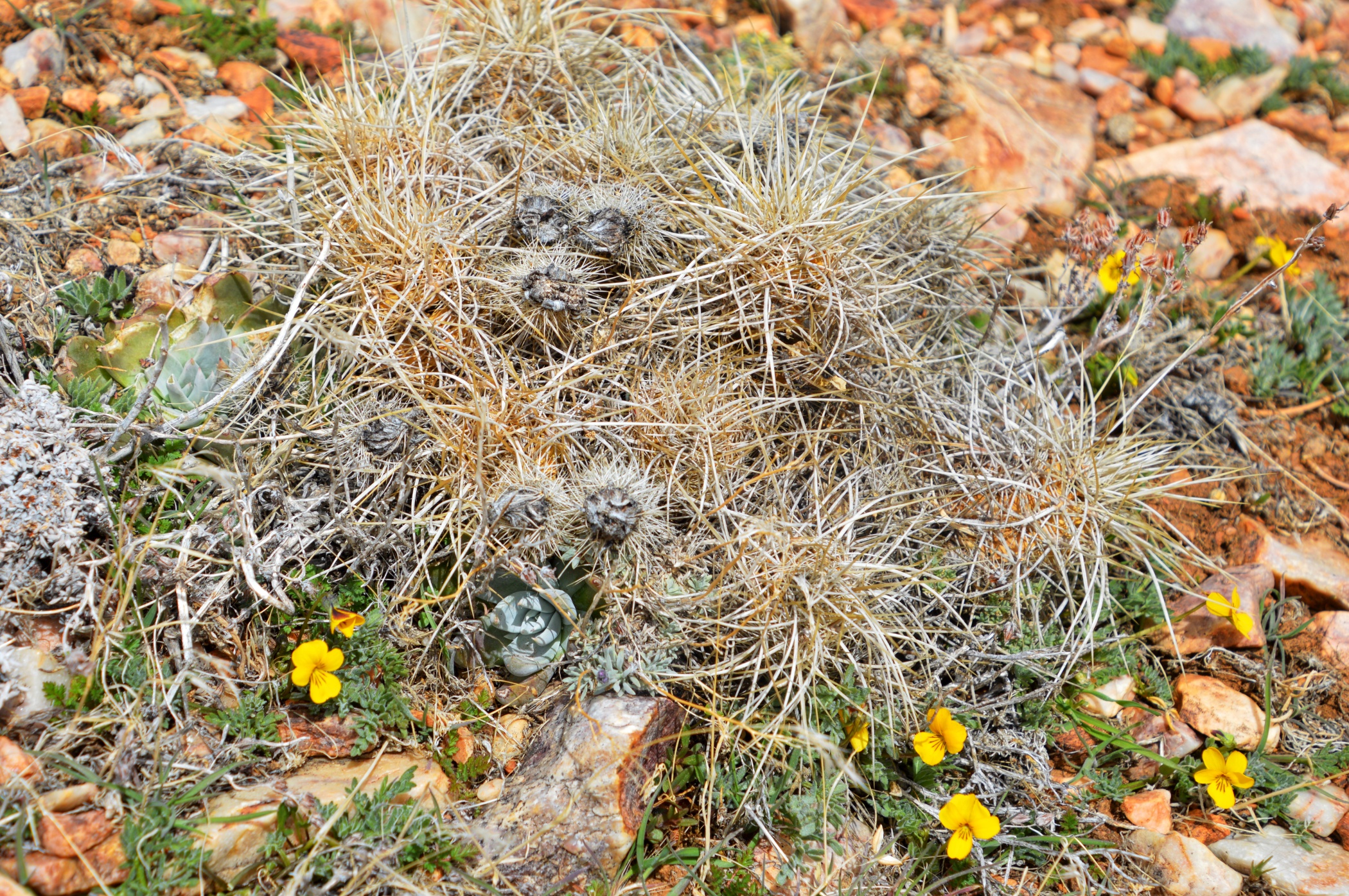 Big Bear’s Strange Belly Plants Are Back – NBC Los Angeles