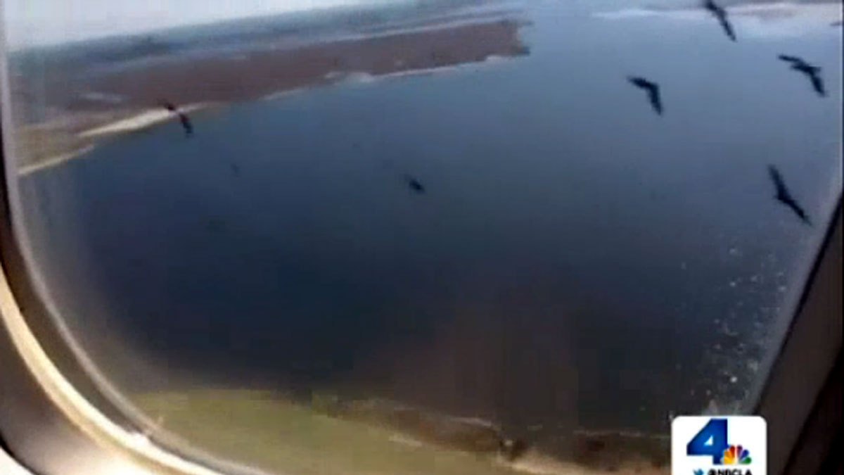 Flight Risks Rise as Bird Strikes Increase – NBC Los Angeles