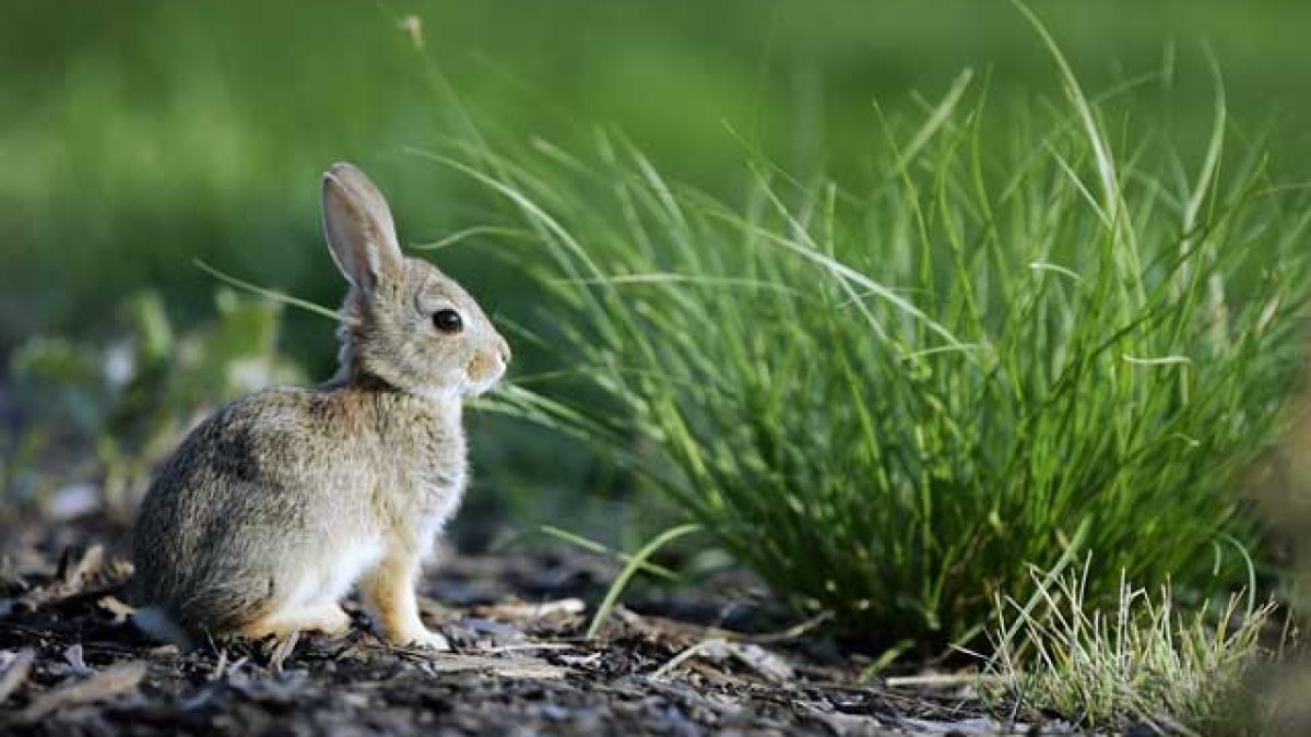 Rescue groups respond after LAAS excludes rabbits from spay/neuter ...