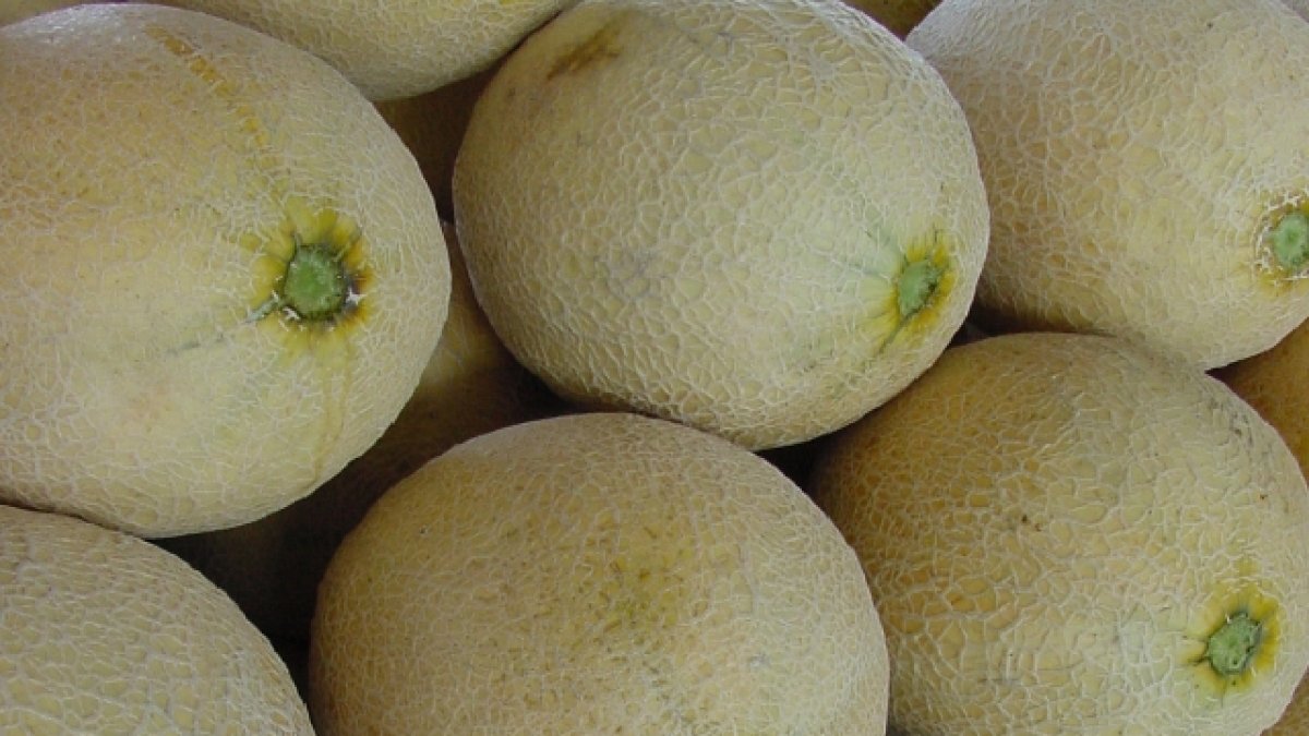 Eagle Produce recalls Kandy brand cantaloupe over salmonella concerns ...