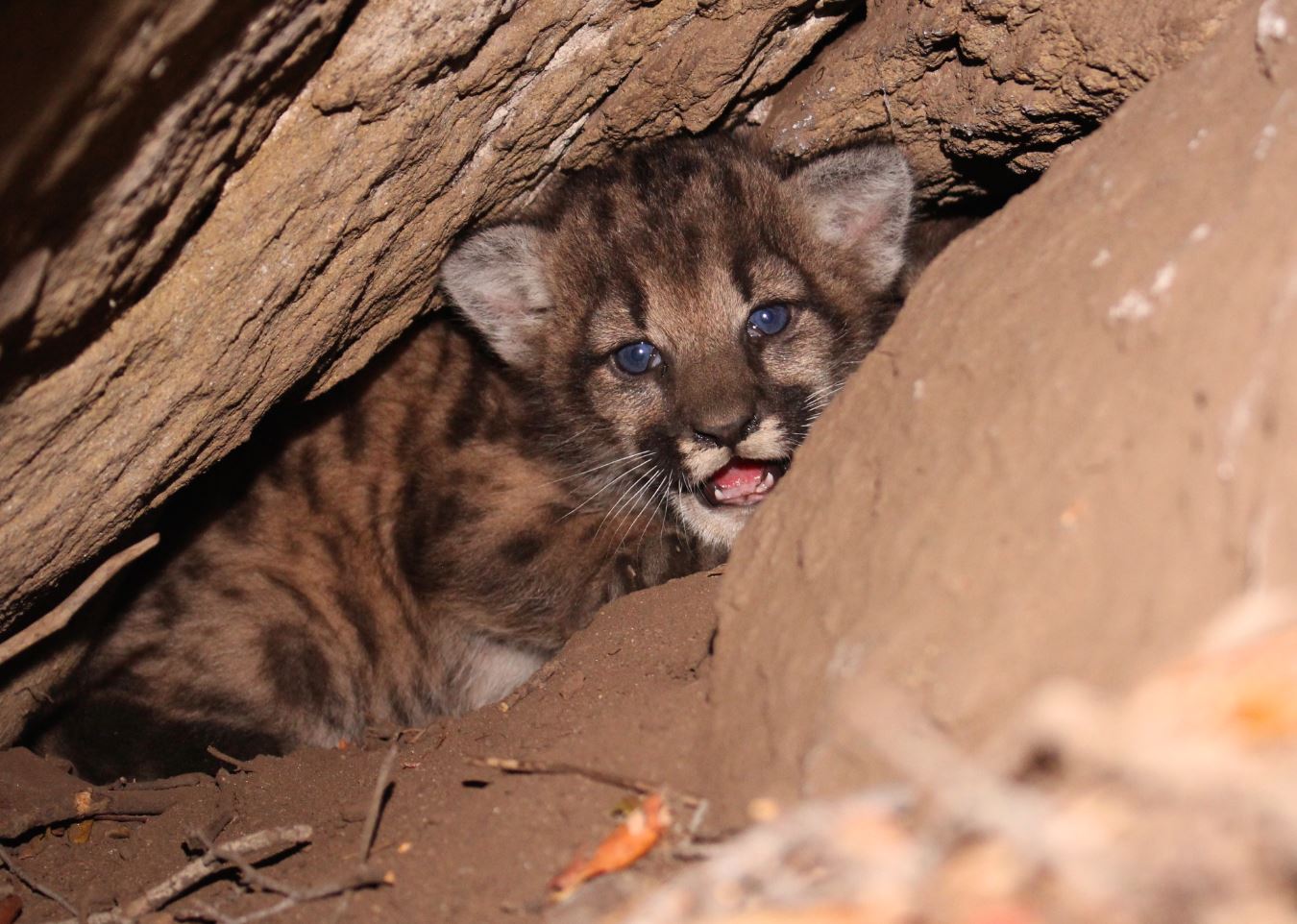 Photos: Litter of 4 Mountain Lion Kittens Discovered in Simi Hills ...