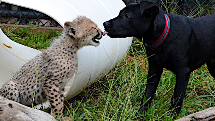 Dogs Make Fine Companions for Cheetahs at San Diego Zoo – NBC Los Angeles