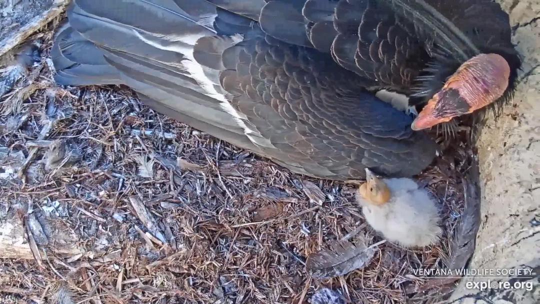 The Redwood Condor Chick Is a Beaky Bundle of Joy – NBC Los Angeles