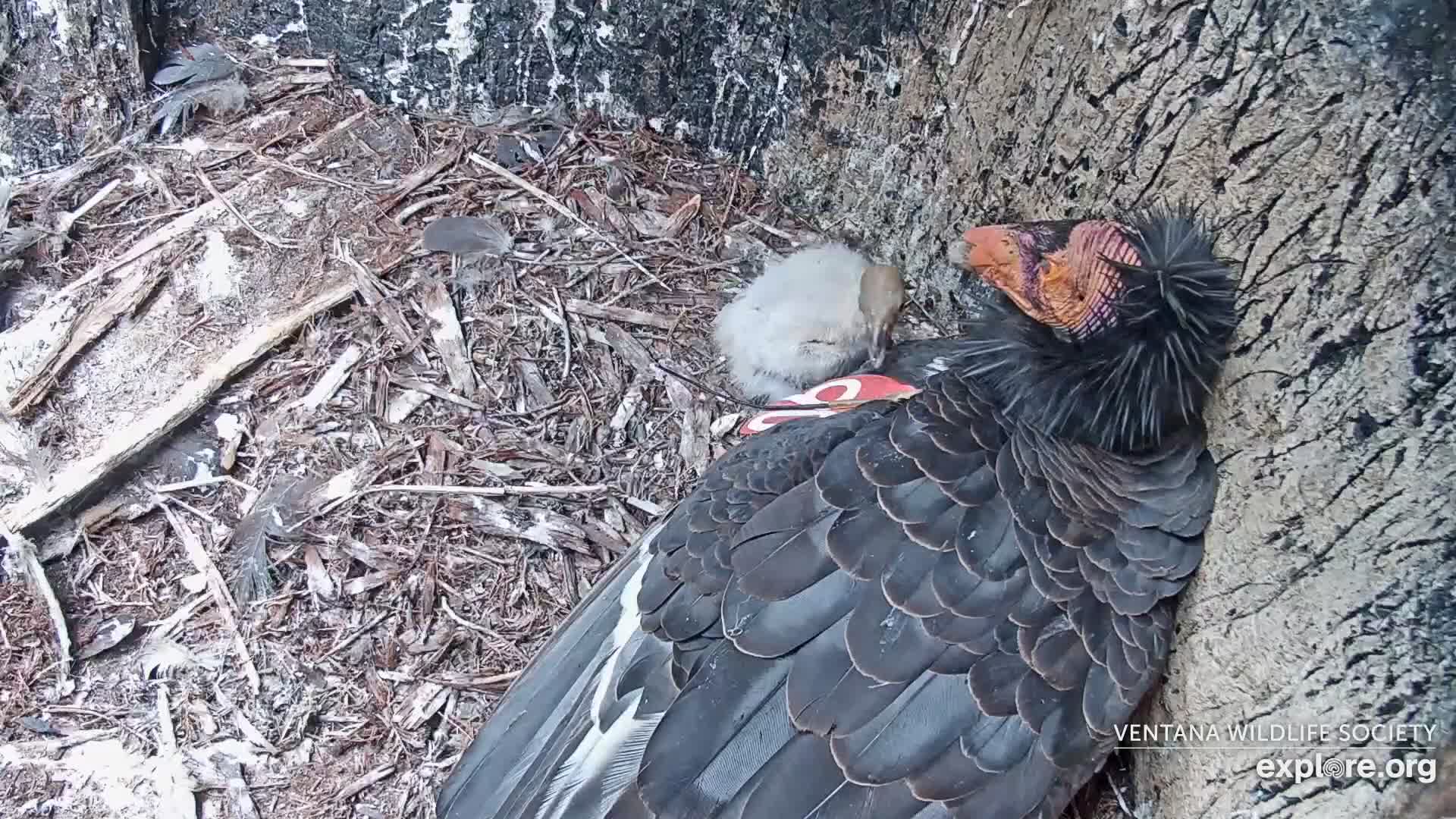 The Redwood Condor Chick Is a Beaky Bundle of Joy – NBC Los Angeles