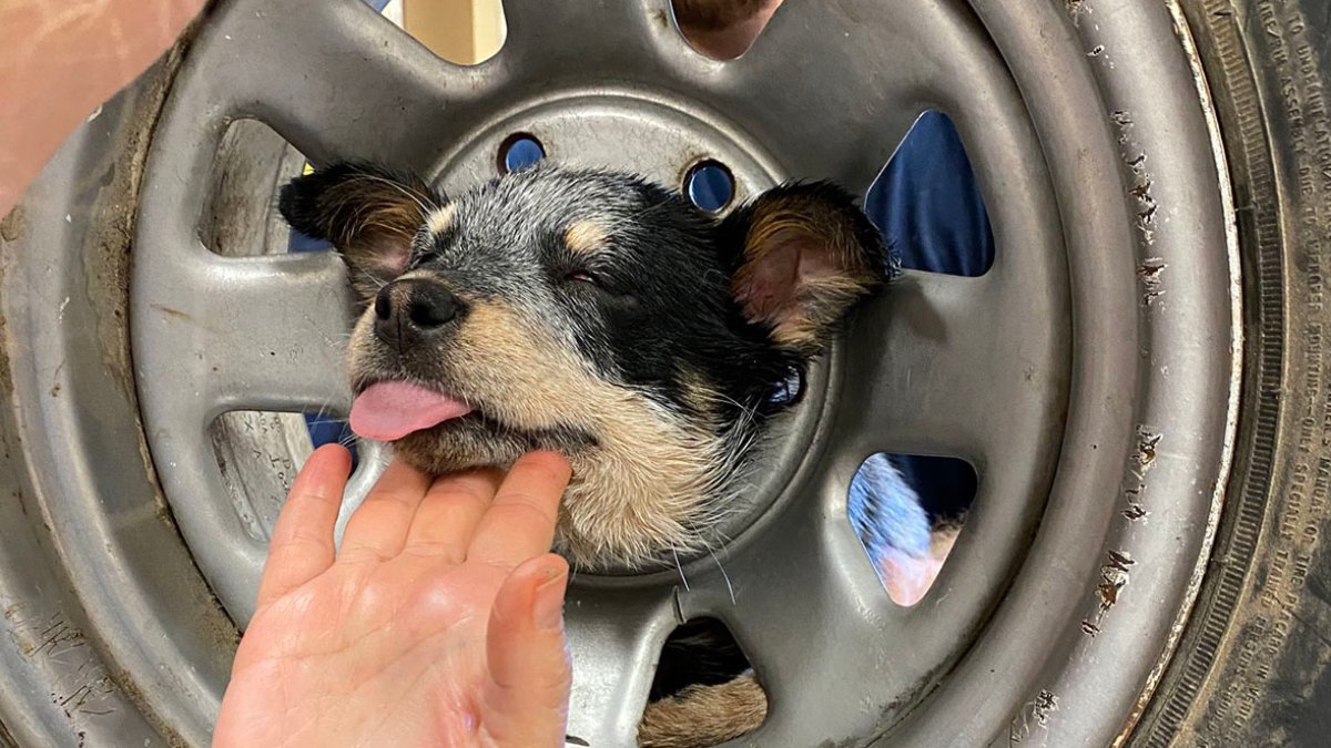 Puppy Finds Herself Stuck in a Wheel Predicament – NBC Los Angeles