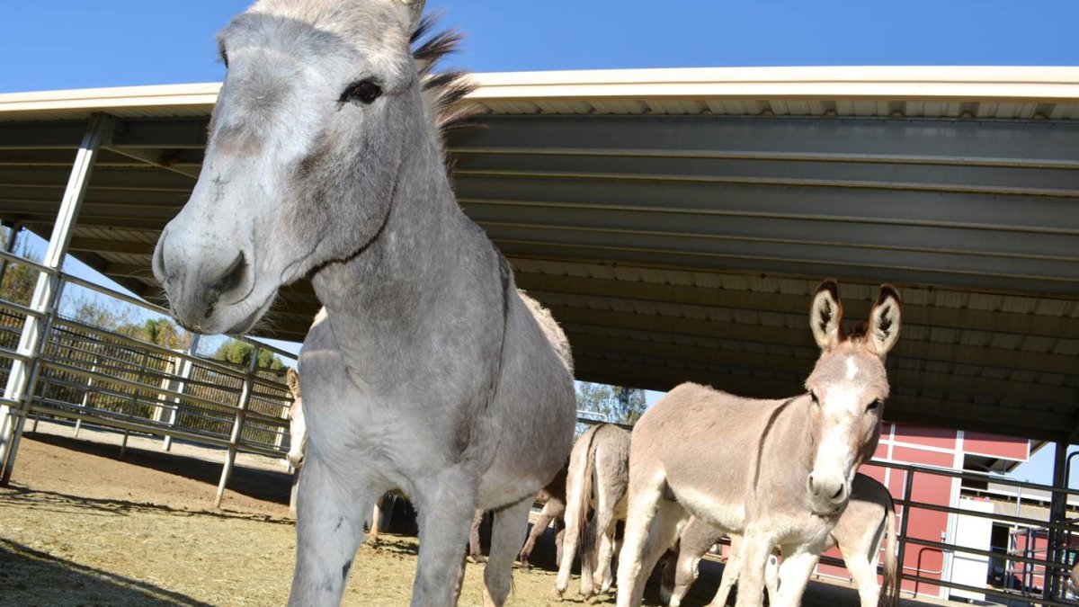 5 Burros Killed, Driver Hurt on Freeway in Riverside County – NBC Los ...