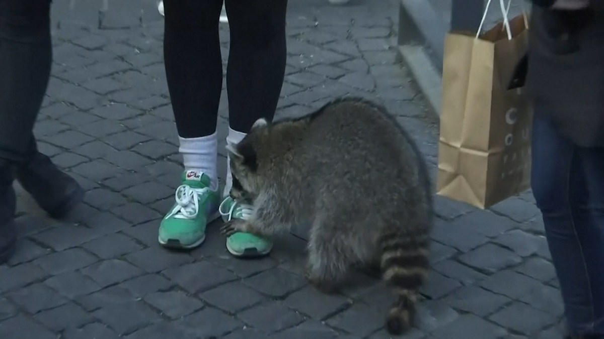 ‘Drunk’ Raccoon Stumbles Through Christmas Market in Germany – NBC Los ...