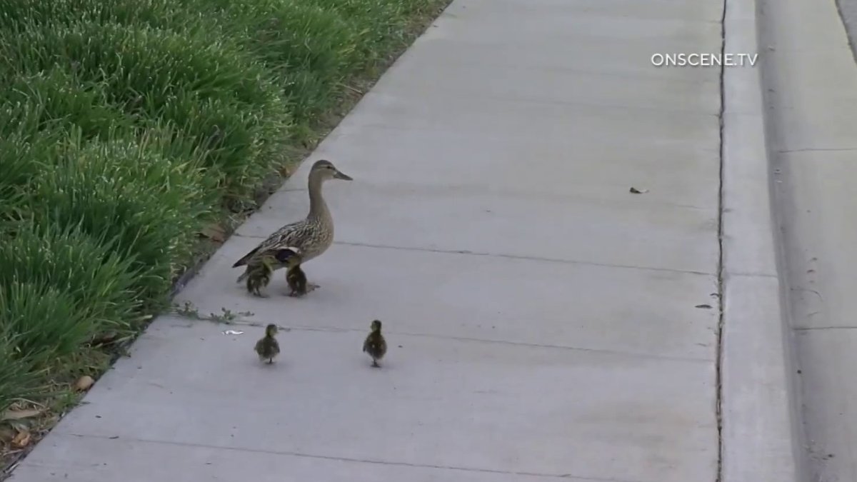 Watch an Adorable Reunion After Two Ducklings Are Rescued From a Storm ...