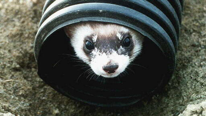 California Pet Owners Fight for Their Ferrets – NBC Los Angeles