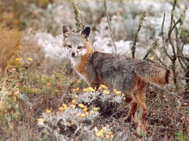 It’s Getting Foxy on Catalina Island – NBC Los Angeles