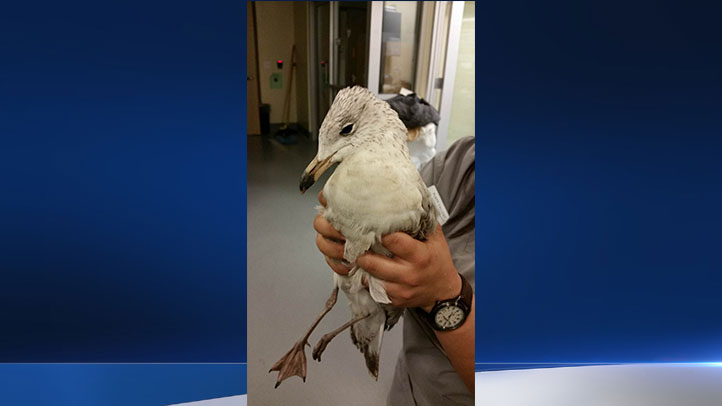 Injured Seagull On Its Way to Recovery – NBC Los Angeles