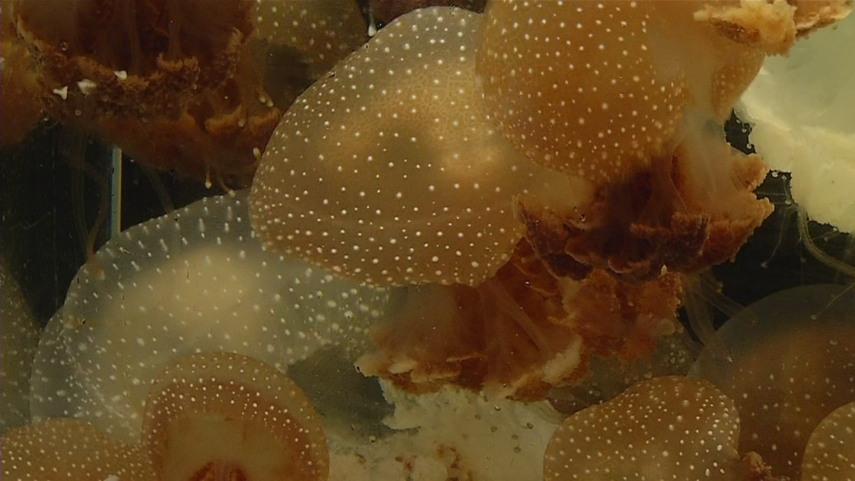 Rare Australian Jellyfish Spotted off Coast of San Diego – NBC Los Angeles