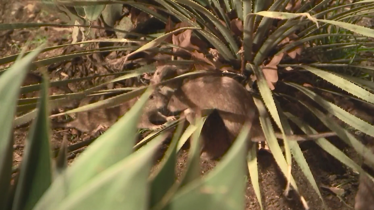 Garbage Piles Up Near Homeless Encampments, Making City of Angels a ...
