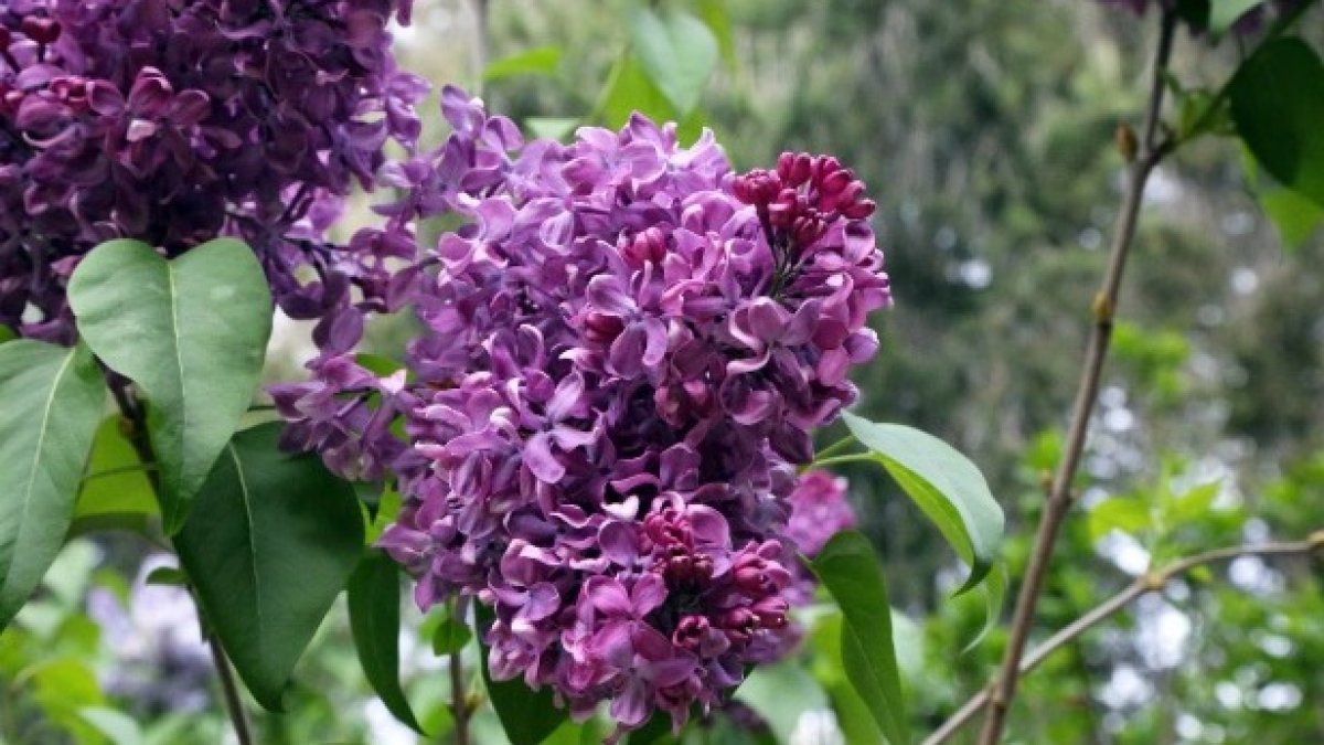 Take a Virtual Stroll Through a Cloud of Local Lilacs – NBC Los Angeles
