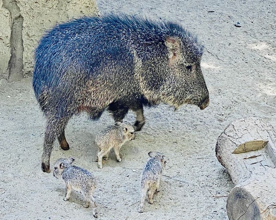 Pocket-Sized Peccaries Make Their Desert Debut – NBC Los Angeles