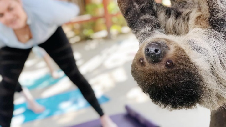 Stretch, Sloth-Like, at an Offbeat Yoga Class – NBC Los Angeles