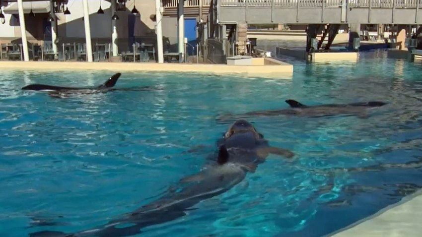 SeaWorld Removing Lifting Floors From Orca Pools – NBC Los Angeles