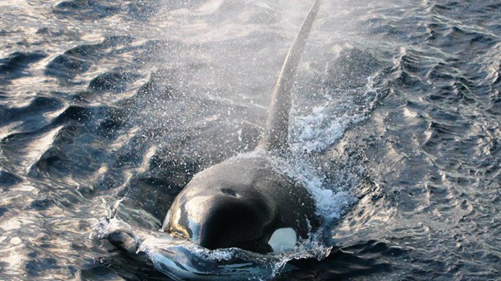 A Very Orca December – NBC Los Angeles