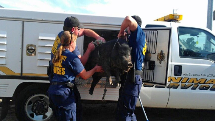 Potbellied Pig Rescued After Falling Off Truck – NBC Los Angeles