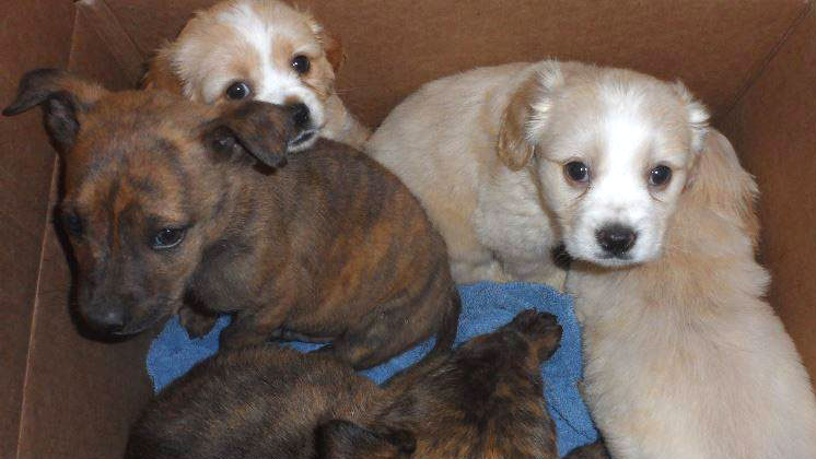 Two Dozen Puppies Rescued From Outdoor Shelter – NBC Los Angeles