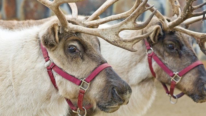 Awesome Antlers: Reindeer Visit LA Zoo – NBC Los Angeles