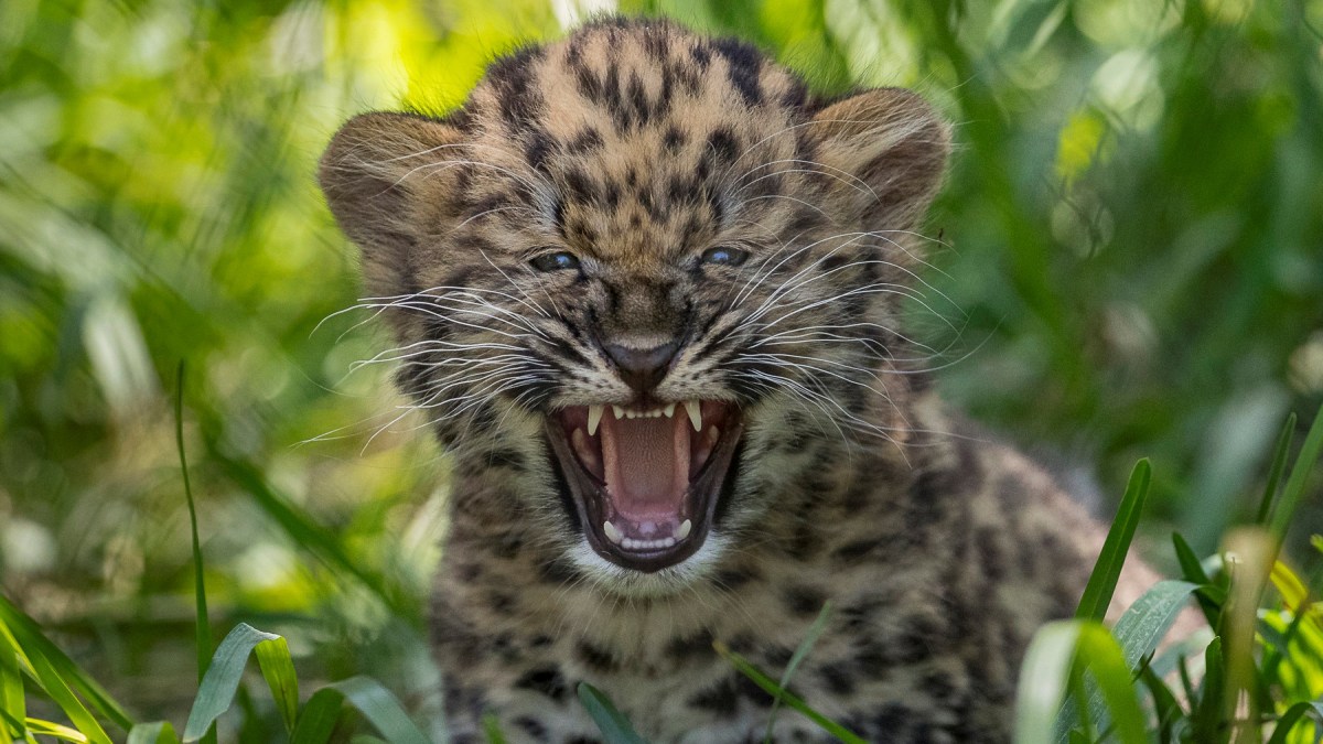 Amur Leopard Cubs Make Their San Diego Zoo Debut – NBC Los Angeles