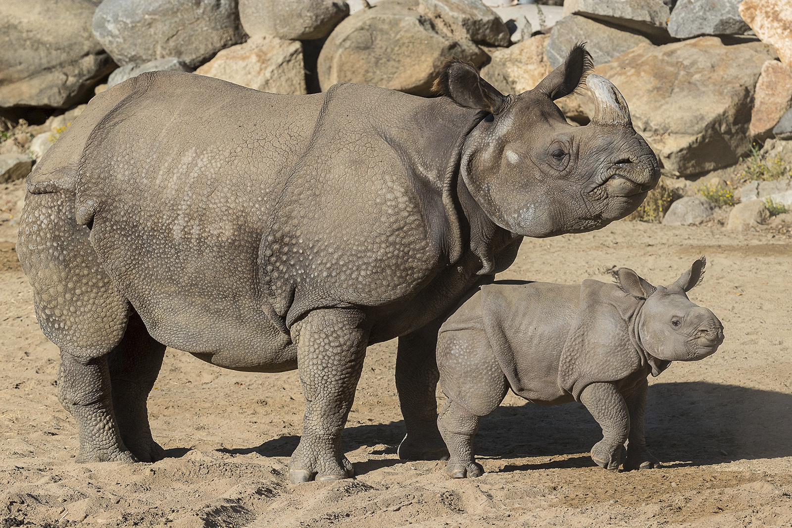 Two New Rhino Calves Enjoyed a Safari Park Adventure – NBC Los Angeles