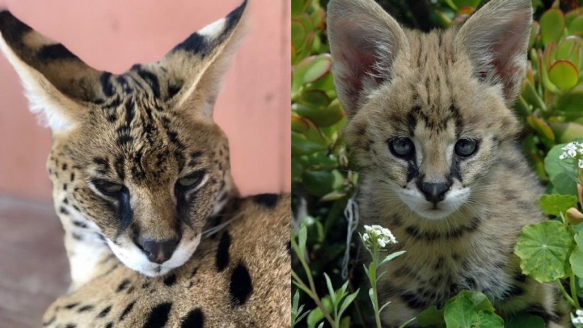 Sweet Sylmar Servals Are in the Stay-at-Home Spotlight – NBC Los Angeles