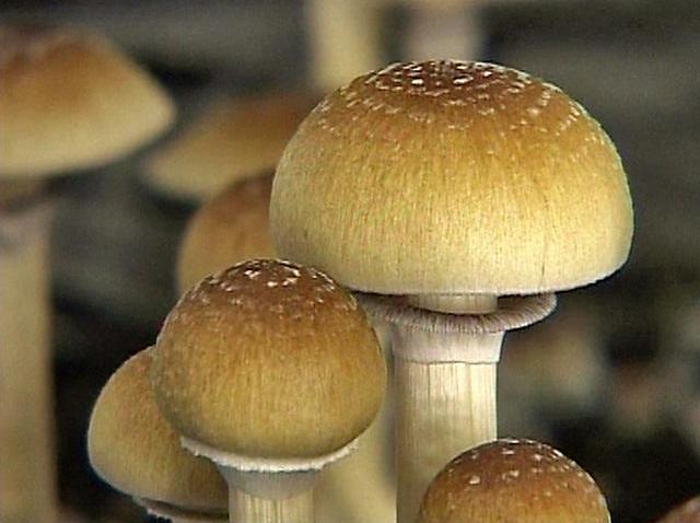 Deputies Bust “Magic Mushroom” Farm – NBC Los Angeles