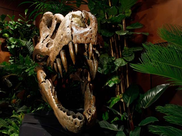 “Samson” the T. Rex Needs a Good Home – NBC Los Angeles