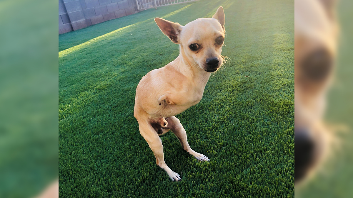Two-Legged Chihuhua Adopted Into Loving Arizona Home – NBC Los Angeles