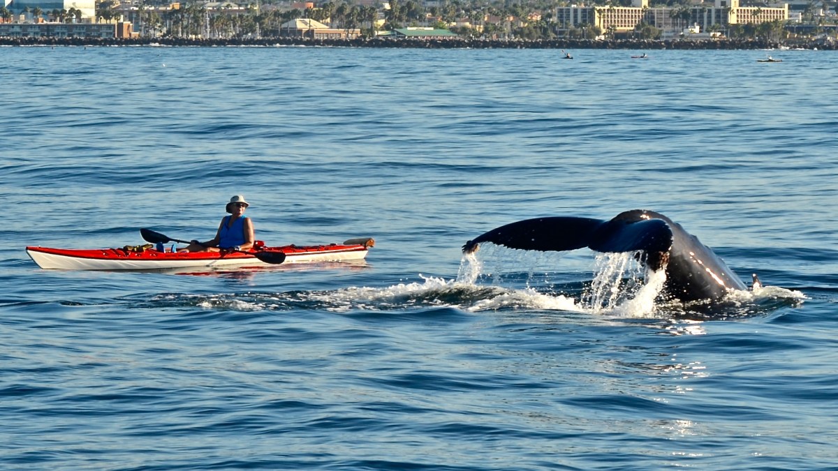 Humpback Whales Feet Away From Paddle Boarders in Redondo Beach – NBC ...
