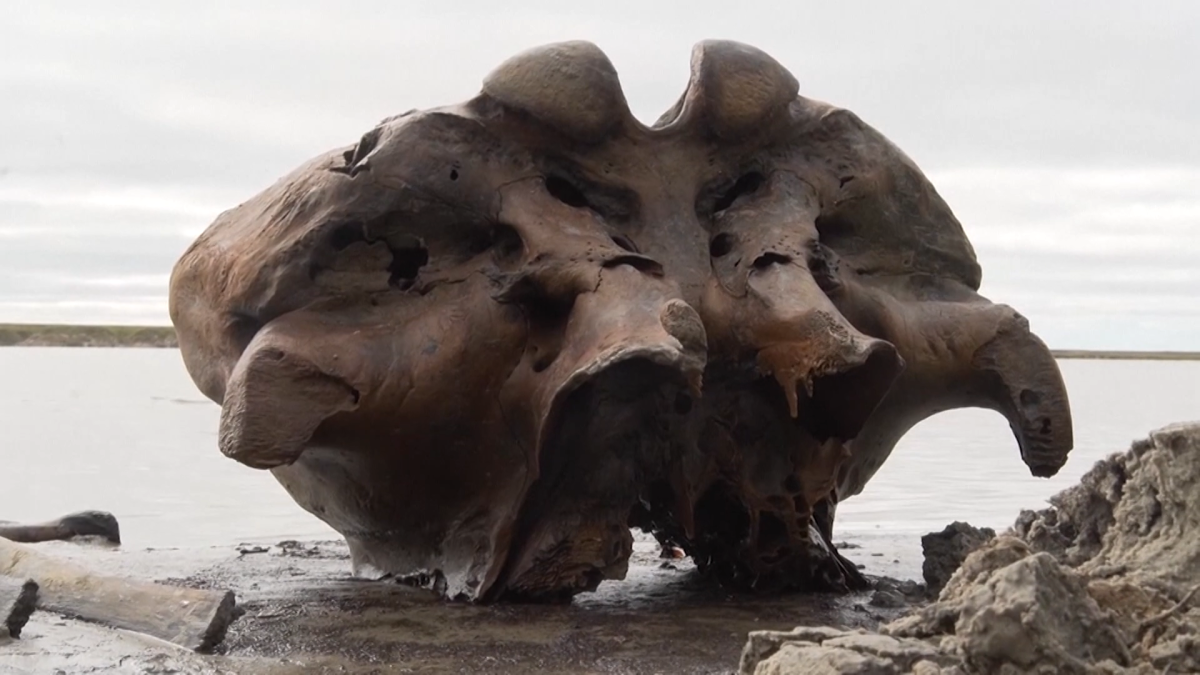 Russian Fisherman Finds Mammoth Skeleton in Lake – NBC Los Angeles