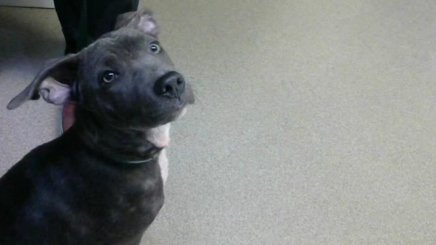 Phil Spector’s Ex-Wife Missing – NBC Los Angeles