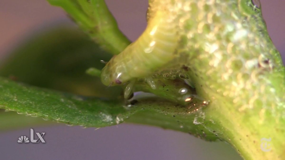 Secret Life of the Spittlebug Revealed: Everything You Didn’t Know You ...