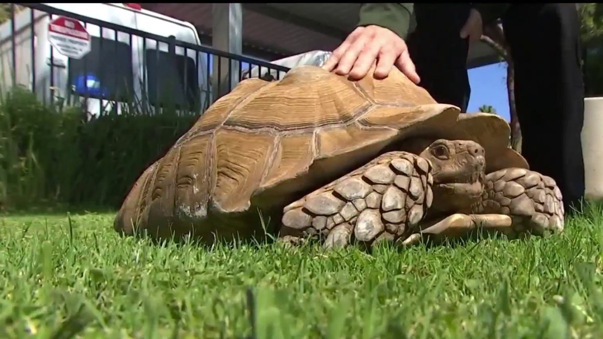 Kevin the Tortoise Needs a Home – NBC Los Angeles