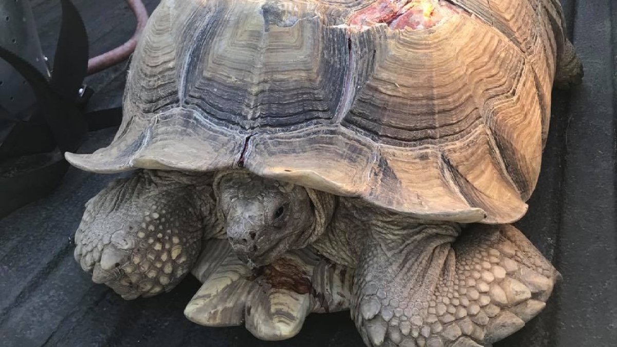 Rescued Tortoise Struck on California Highway to Recover – NBC Los Angeles