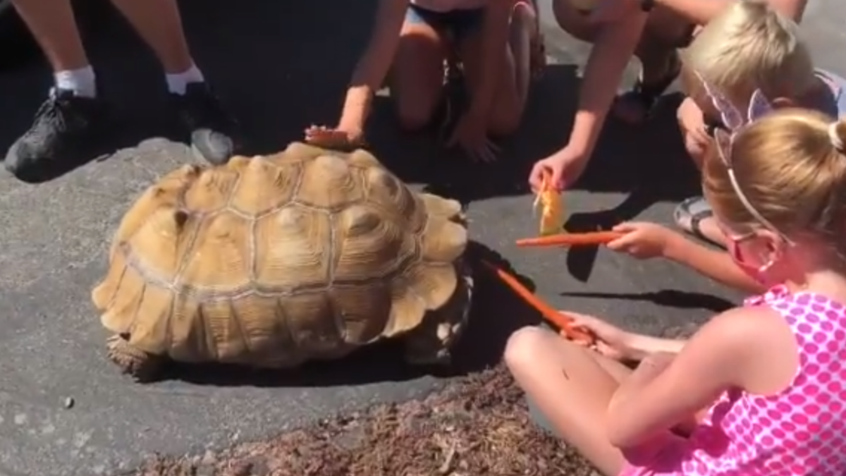 Kevin the Tortoise Reunited With Family, Real Name is Tucker – NBC Los ...