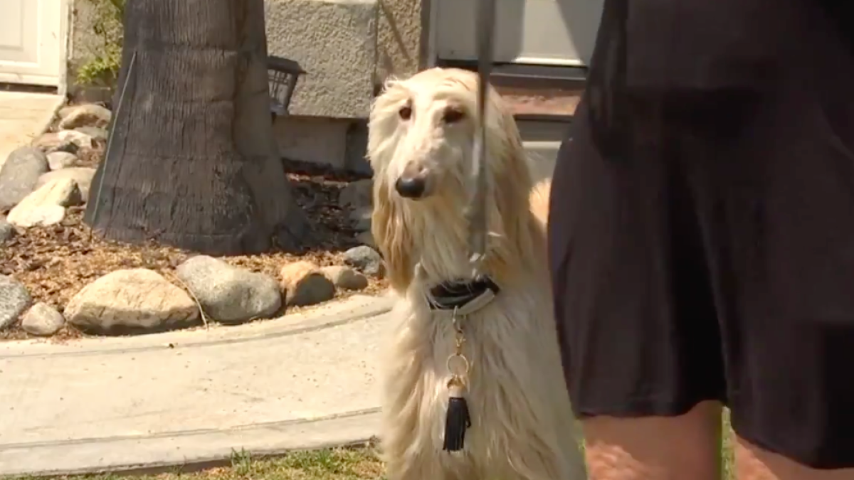 A Doggone Diva: America’s Top Dog Model is a Stunner From Rancho ...