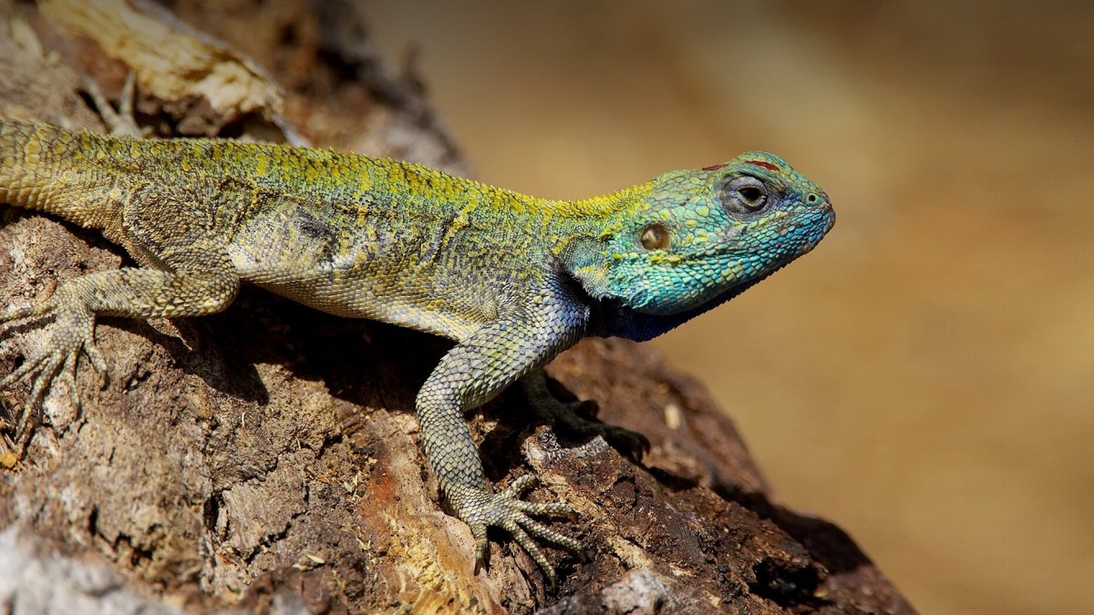 Learn Lizard Push-ups With the Natural History Museum – NBC Los Angeles