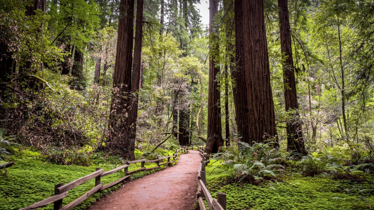 Party on for the Redwoods and Raise Funds for the Future – NBC Los Angeles