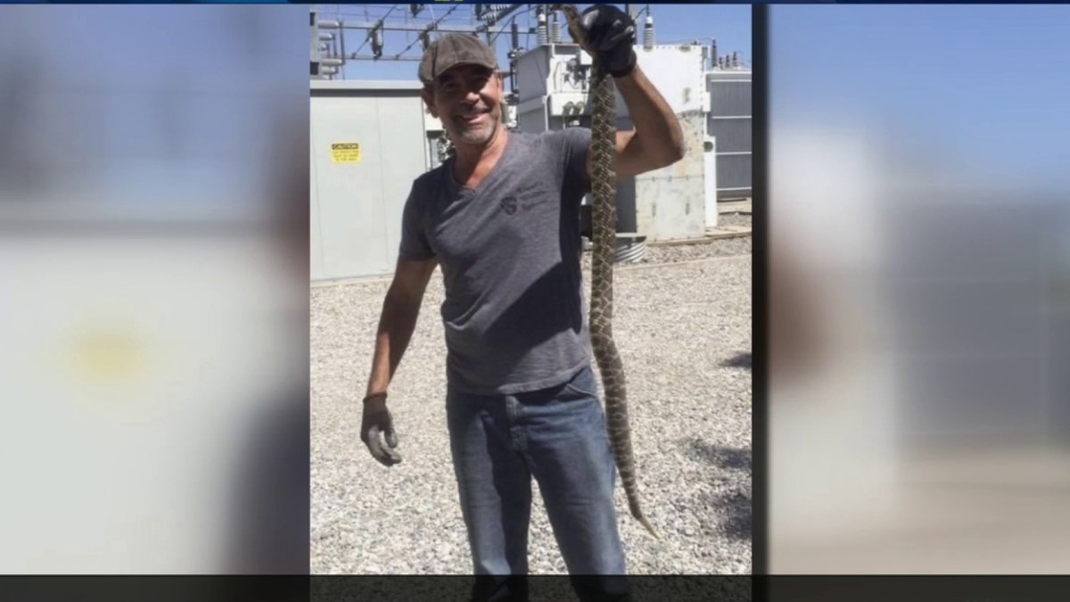 Animal Removal Specialist Facing Charges After Video Caught Him ...