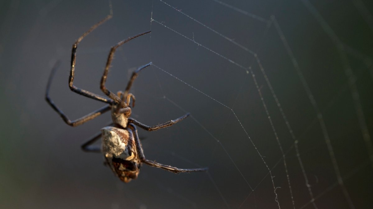 Attend a whimsical weaving convention led by several sizable spiders ...