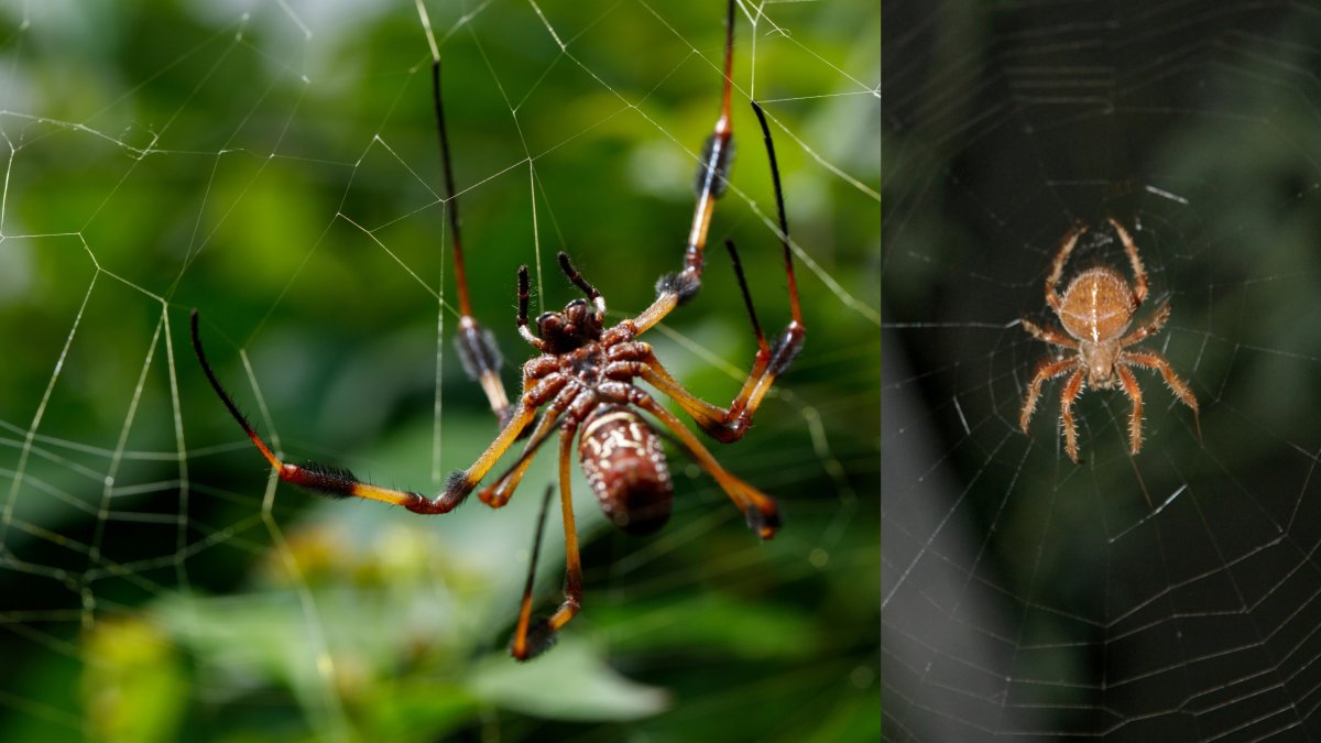 Spin by the Natural History Museum’s Spider Pavilion – NBC Los Angeles