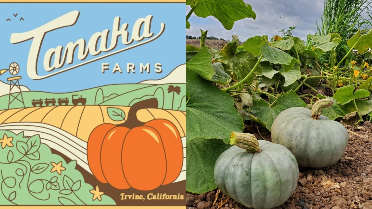 Book Your Spot at the Tanaka Farms Drive-Thru Pumpkin Patch – NBC Los ...