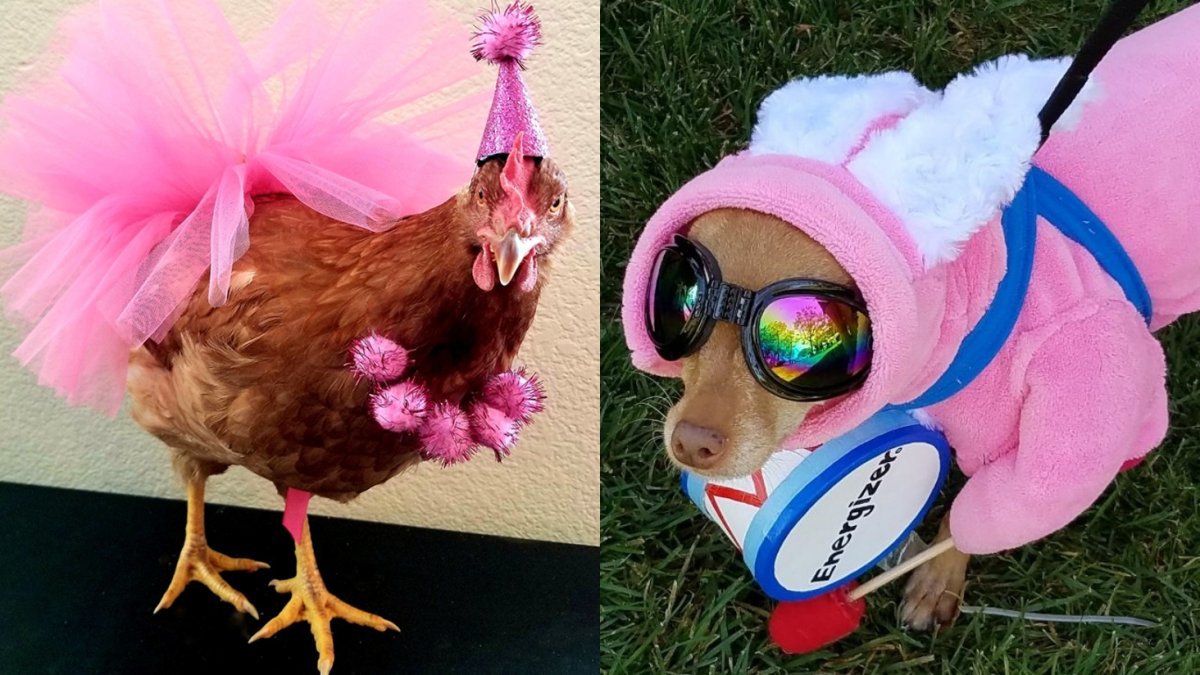 Anaheim Fall Fest’s Costume Contests Are Virtually Adorable – NBC Los ...